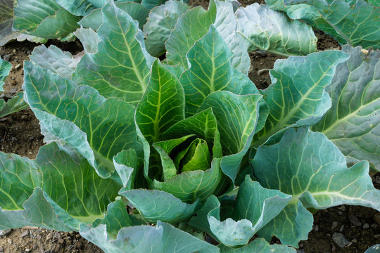 Kopfkohl 影像 – 瀏覽 201 個素材庫相片、向量圖和影片 | Adobe Stock