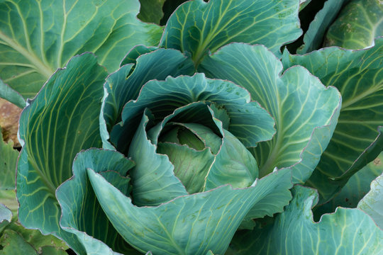 「Kopfkohl」の写真素材 | 221件の無料イラスト画像 | Adobe Stock