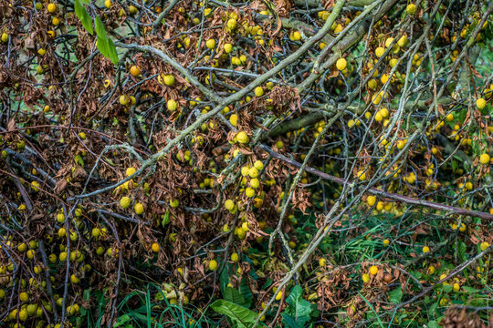 รูปภาพMirabellenbaum – เลือกดูภาพถ่ายสต็อก เวกเตอร์ และวิดีโอ219 ...