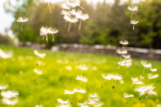 Pusteblumenwiese Bilder – Durchsuchen 9,160 Archivfotos, Vektorgrafiken ...