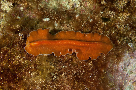 รูปภาพPseudocerotidae – เลือกดูภาพถ่ายสต็อก เวกเตอร์ และวิดีโอ92 ...