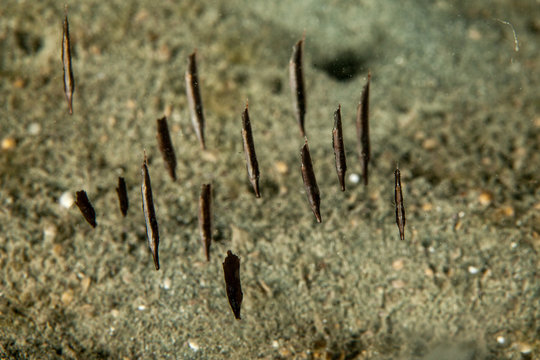 Razorfish Images – Browse 216 Stock Photos, Vectors, and Video | Adobe ...