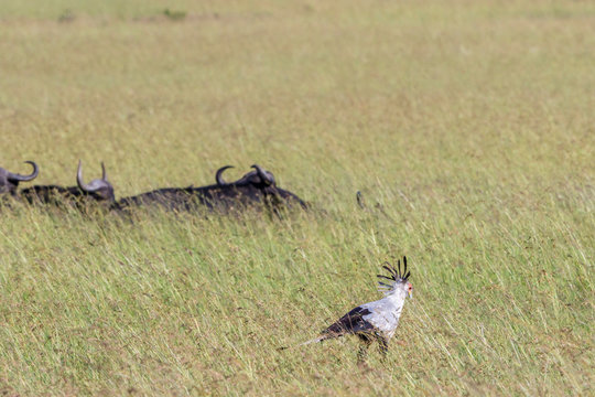"Secretary Bird" Images – Browse 4,025 Stock Photos, Vectors, and Video ...