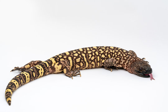 รูปภาพOsteoderm – เลือกดูภาพถ่ายสต็อก เวกเตอร์ และวิดีโอ212 | Adobe Stock