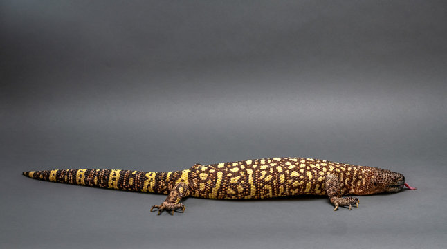 รูปภาพOsteoderm – เลือกดูภาพถ่ายสต็อก เวกเตอร์ และวิดีโอ212 | Adobe Stock