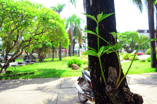 รูปภาพRumdul – เลือกดูภาพถ่ายสต็อก เวกเตอร์ และวิดีโอ379 | Adobe Stock