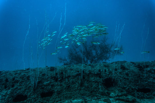 "Sea Chubs"-Bilder: Stock-Fotos & -Videos. | Adobe Stock