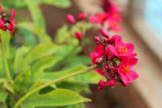 Hasanur Images – Browse 61 Stock Photos, Vectors, and Video | Adobe Stock