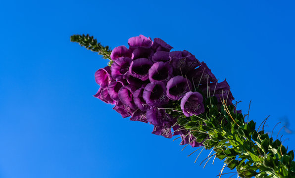 "Zygomorphe-Bilder: Stock-Fotos & -Videos. | Adobe Stock