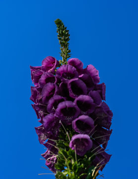 "Zygomorphe-Bilder: Stock-Fotos & -Videos. | Adobe Stock