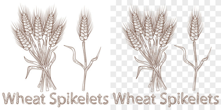 Wheat Bundle Drawing