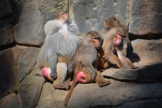 Cercopithecinae Images – Browse 1,156 Stock Photos, Vectors, and Video ...