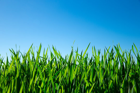 "Plain Grass" Bilder – Durchsuchen 81 Archivfotos, Vektorgrafiken und ...