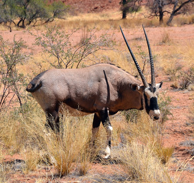 Gemsbuck Images – Browse 11,000 Stock Photos, Vectors, and Video ...