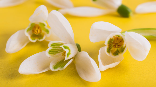 "1 Martie" Images – Browse 188 Stock Photos, Vectors, and Video | Adobe ...