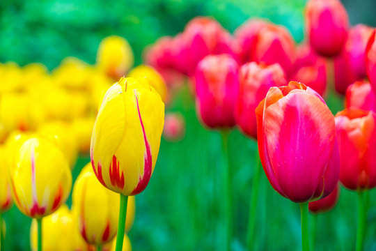 "Tulip Farm" Images – Browse 747 Stock Photos, Vectors, and Video ...