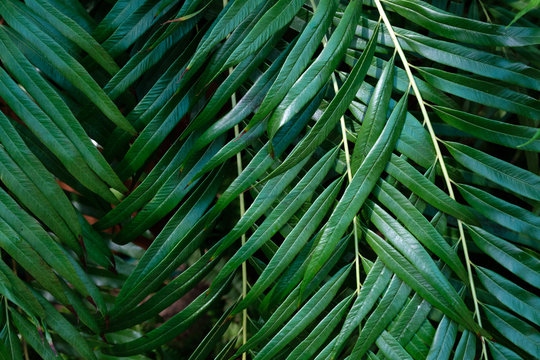 Filicales bilder – Bläddra bland 1,715 stockfoton, vektorer och videor ...