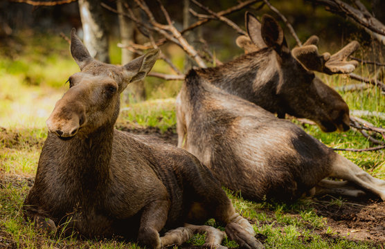 Elg Bilder – Durchsuchen 191 Archivfotos, Vektorgrafiken und Videos ...