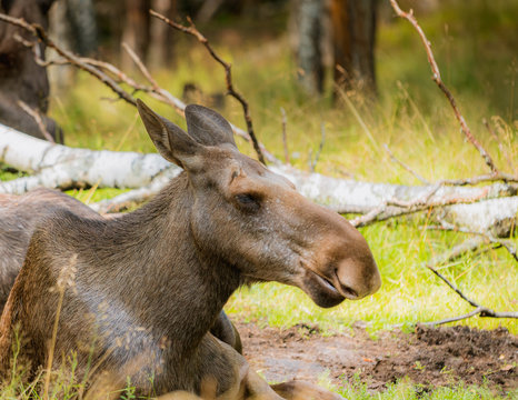 Elg Bilder – Durchsuchen 144 Archivfotos, Vektorgrafiken und Videos ...