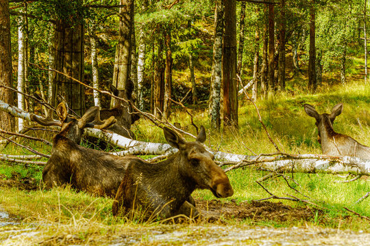Elg Bilder – Durchsuchen 144 Archivfotos, Vektorgrafiken und Videos ...
