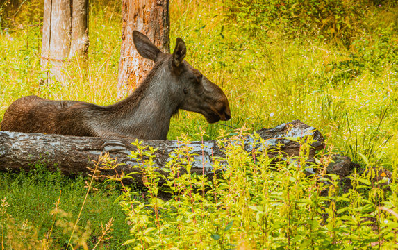 Elg Bilder – Durchsuchen 144 Archivfotos, Vektorgrafiken und Videos ...