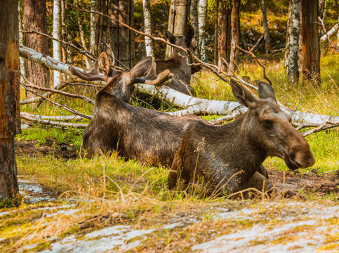 Elg Bilder – Durchsuchen 144 Archivfotos, Vektorgrafiken und Videos ...