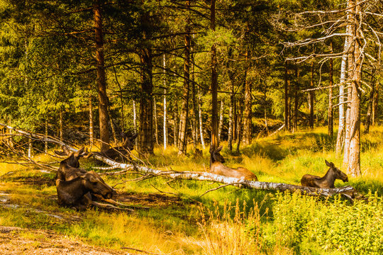 Elg Bilder – Durchsuchen 144 Archivfotos, Vektorgrafiken und Videos ...