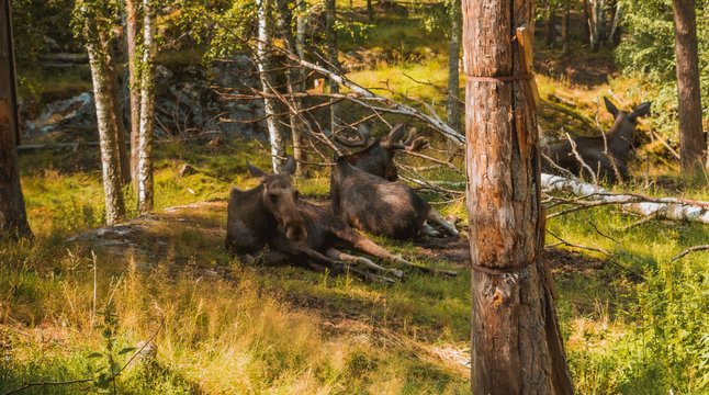 Elg Bilder – Durchsuchen 144 Archivfotos, Vektorgrafiken und Videos ...