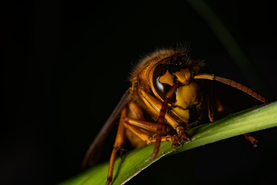 "Vespa Simillima Xanthoptera" Images – Browse 179 Stock Photos, Vectors ...