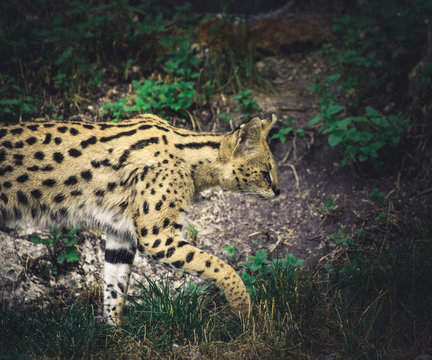 รูปภาพTierboskat – เลือกดูภาพถ่ายสต็อก เวกเตอร์ และวิดีโอ203 | Adobe Stock