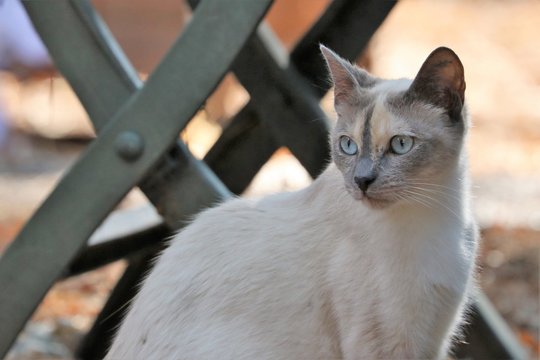 Estray Bilder – Durchsuchen 403 Archivfotos, Vektorgrafiken und Videos ...