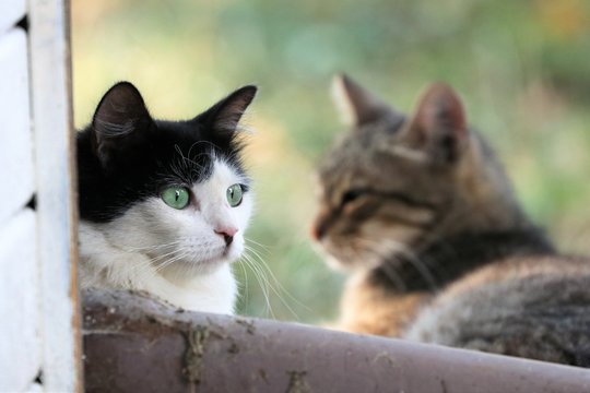 Estray Bilder – Durchsuchen 403 Archivfotos, Vektorgrafiken und Videos ...