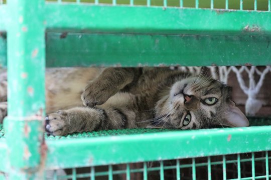 Estray Bilder – Durchsuchen 403 Archivfotos, Vektorgrafiken und Videos ...