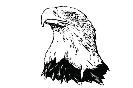 Buzzard Logo Bilder – Durchsuchen 205 Archivfotos, Vektorgrafiken und ...