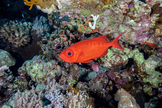 「Priacanthus」の写真素材 | 391件の無料イラスト画像 | Adobe Stock