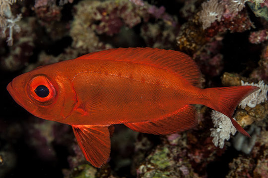 Priacanthus Images – Parcourir 512 le catalogue de photos, vecteurs et ...