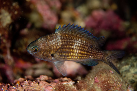 รูปภาพChromis – เลือกดูภาพถ่ายสต็อก เวกเตอร์ และวิดีโอ1,765 | Adobe Stock