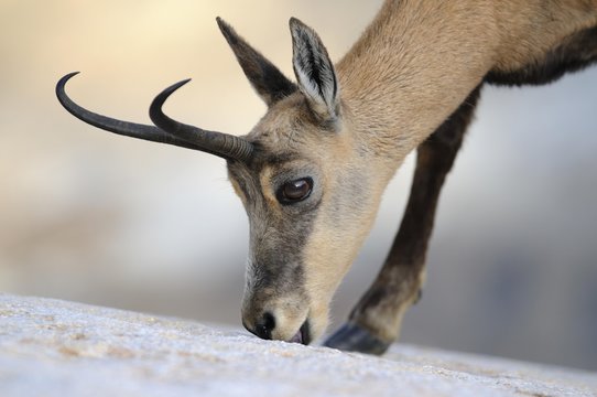 Gamswild Bilder – Durchsuchen 23,420 Archivfotos, Vektorgrafiken und ...