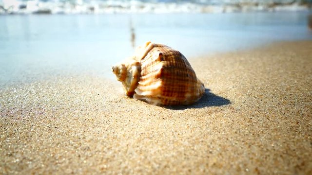 Conches Images – Browse 1,032 Stock Photos, Vectors, and Video | Adobe ...