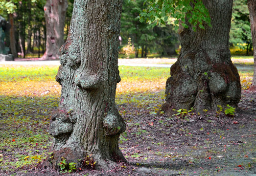 Thrunk Images – Browse 26 Stock Photos, Vectors, and Video | Adobe Stock