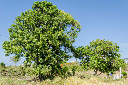 Guinep Tree Inflorescence