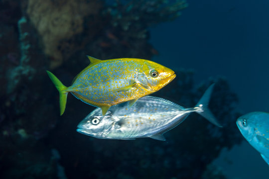 Bajad Images – Browse 20 Stock Photos, Vectors, and Video | Adobe Stock