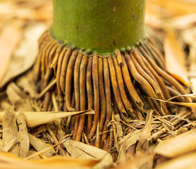 Bamboo Tree Roots