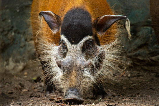 "Red River Hog" Images – Browse 1,470 Stock Photos, Vectors, and Video ...