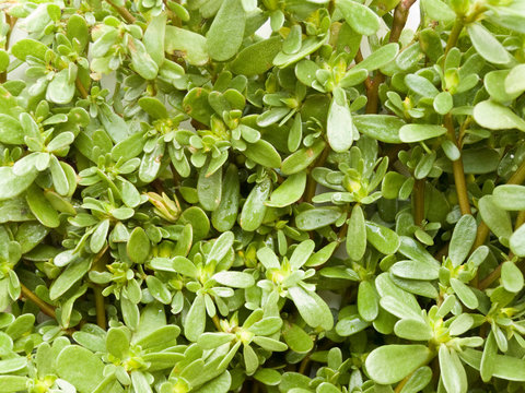 Pursley Images – Browse 377 Stock Photos, Vectors, and Video | Adobe Stock