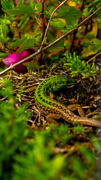 Lizzards Images – Browse 82 Stock Photos, Vectors, and Video | Adobe Stock