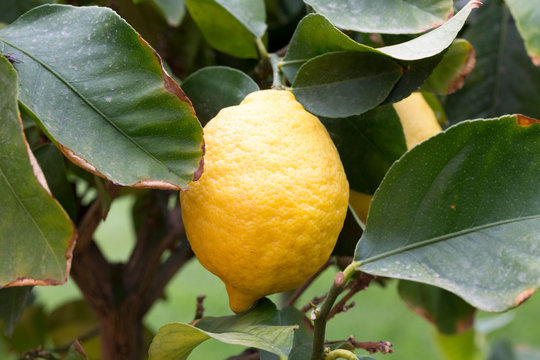 Zirone Bilder – Durchsuchen 2,044 Archivfotos, Vektorgrafiken und ...