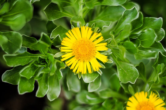 รูปภาพAsteriscus – เลือกดูภาพถ่ายสต็อก เวกเตอร์ และวิดีโอ175 | Adobe Stock