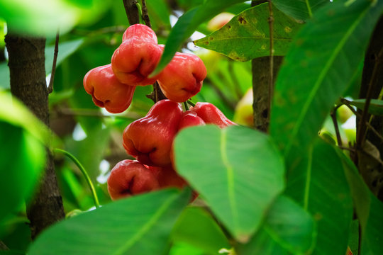 รูปภาพJamalac – เลือกดูภาพถ่ายสต็อก เวกเตอร์ และวิดีโอ2,352 | Adobe Stock