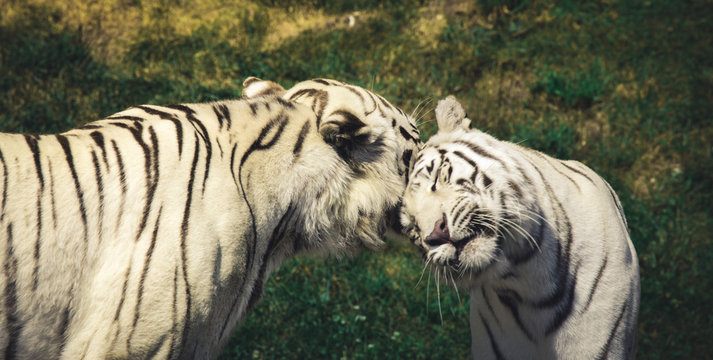 "Bengal White Tiger" Images – Browse 153 Stock Photos, Vectors, and ...